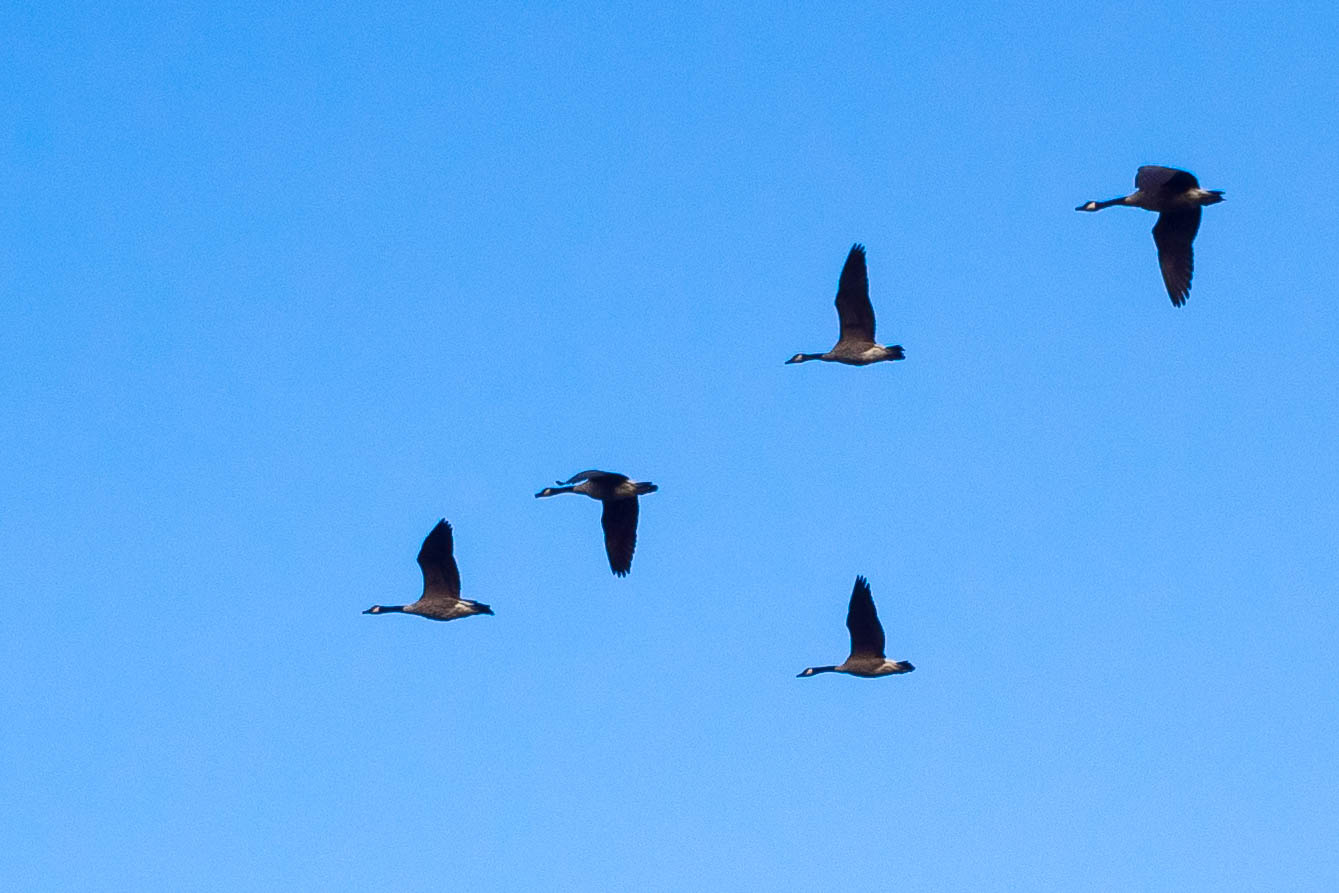 Wild Geese, Autumn’s Emblem – Beyond Walking